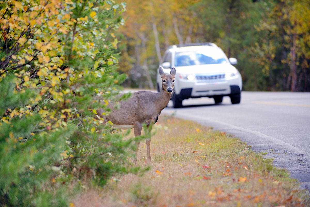 Fall Driving and Wildlife Collision Risks