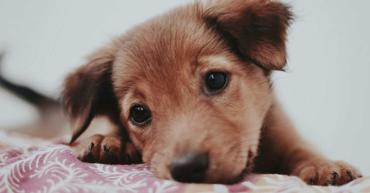 101 Cute Dog Names | Unique Male and Female Dog Names
