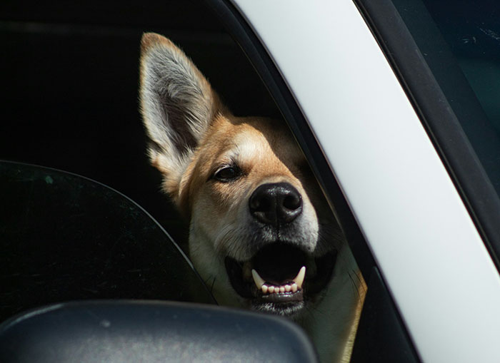 Keep Your Dog Safe in the Car: Essential Dog Car Safety Tips