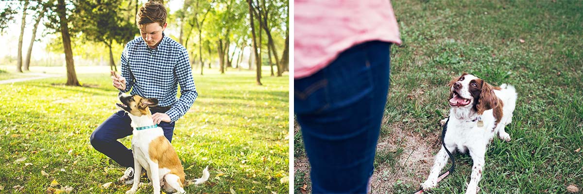 How to Train Your Dog: Advanced Dog Training Tips | AMA
