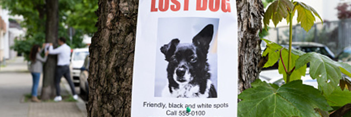 Find a Lost Dog: Tips to Bring Them Home | AMA