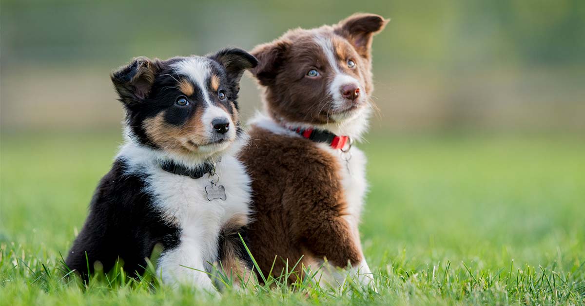 The New Puppy Checklist | AMA