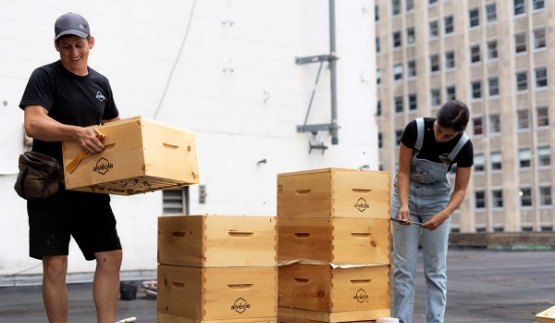 Building Bee Awareness | AMA