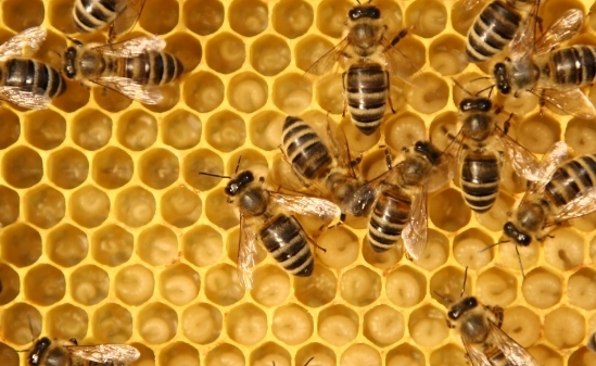 Building Bee Awareness | AMA