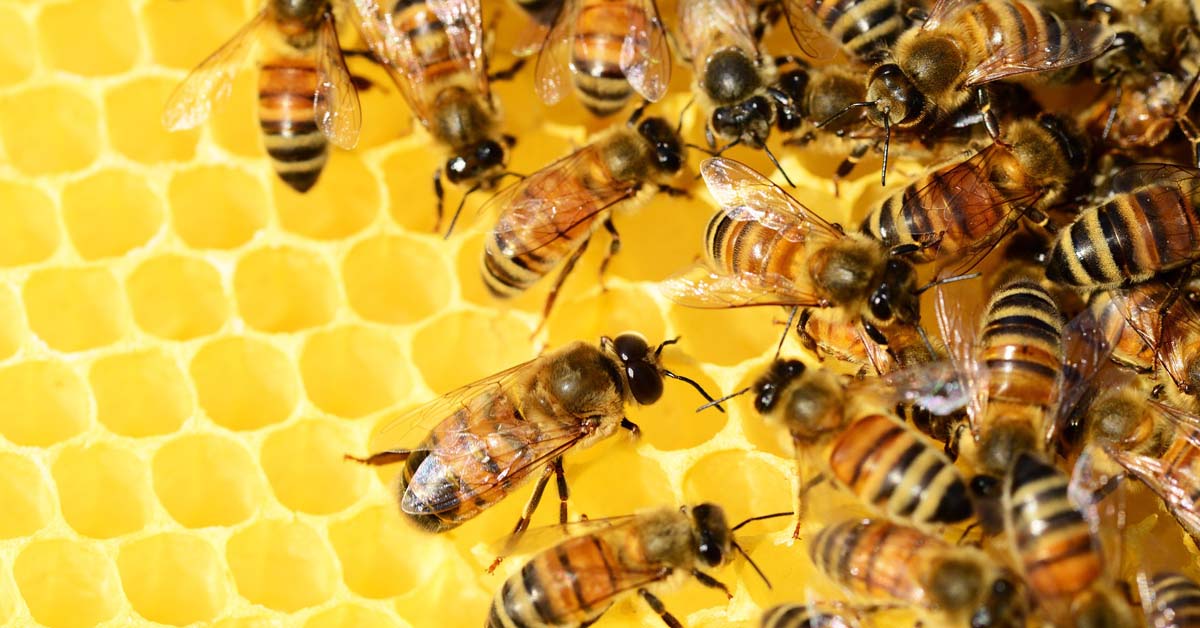 AMA Beehives: A Message from Michelle Chimko