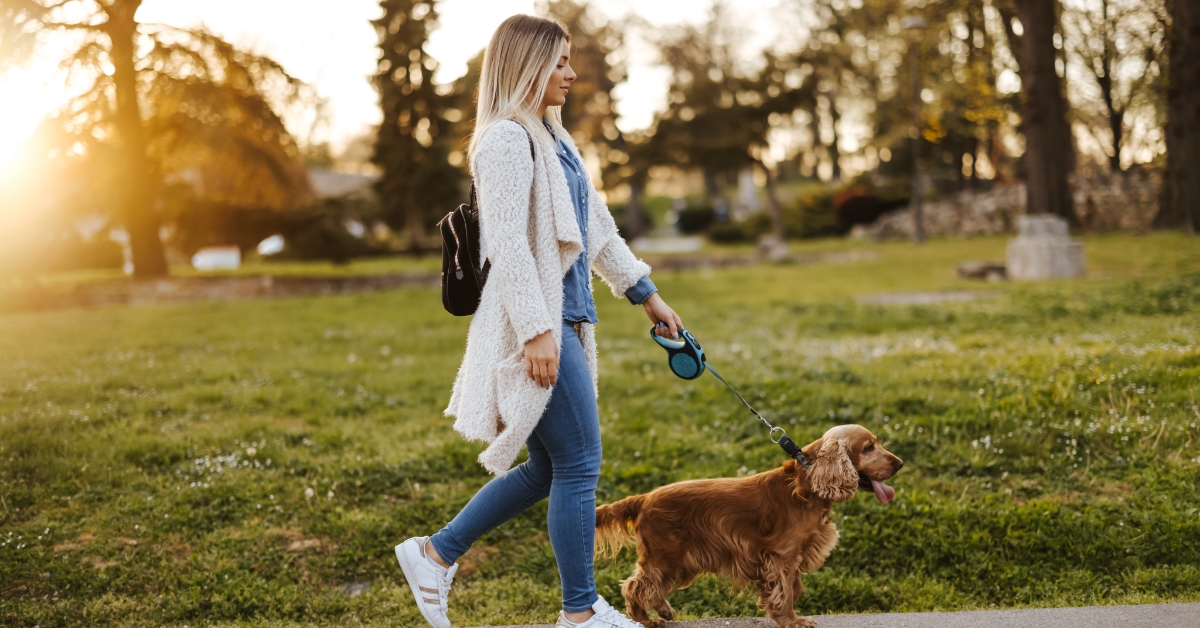 A Guide to Dog Walking | AMA