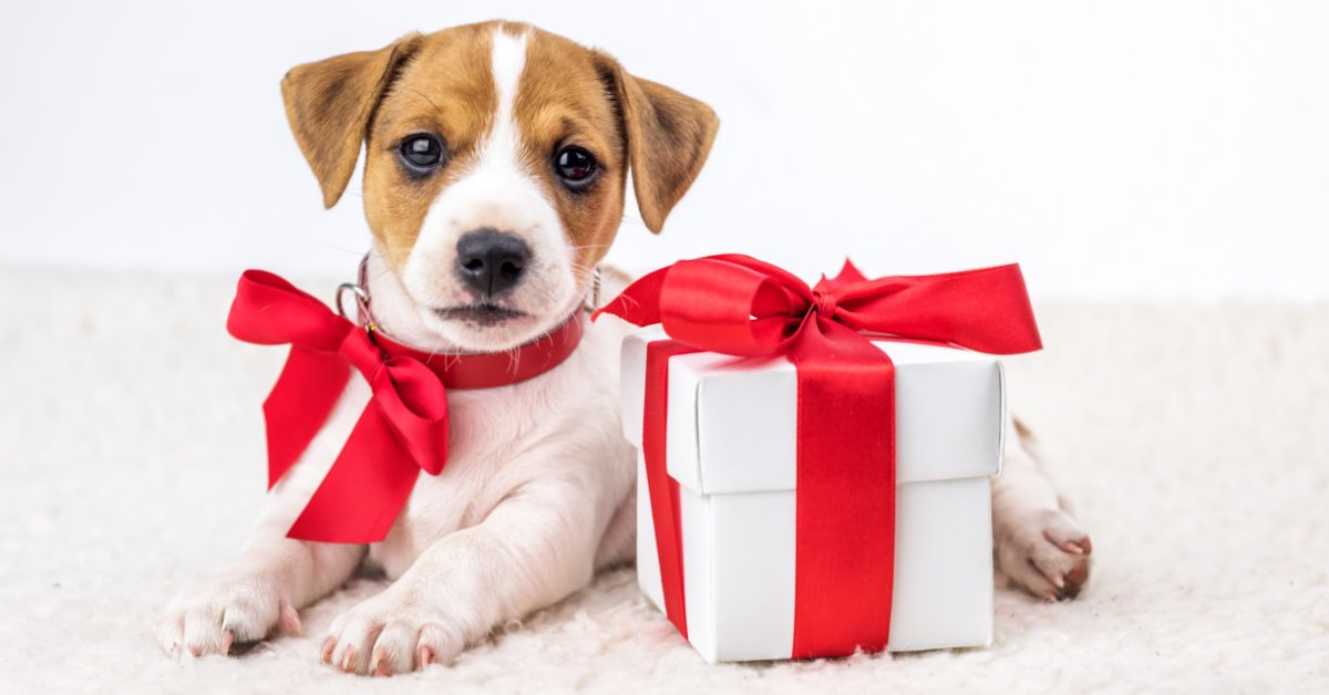 Giving Pets as Gifts