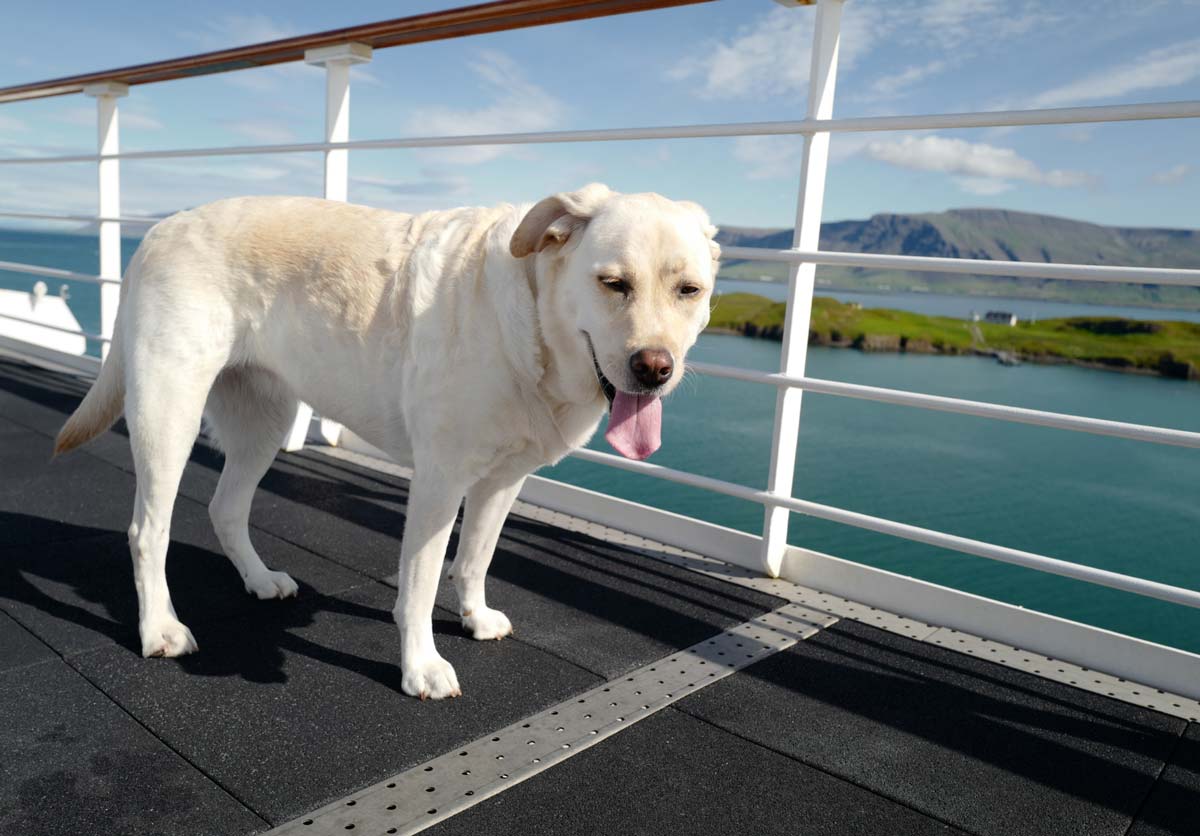 Dog-Friendly Cruises, Pet Tips for Travel, and More! | AMA Travel