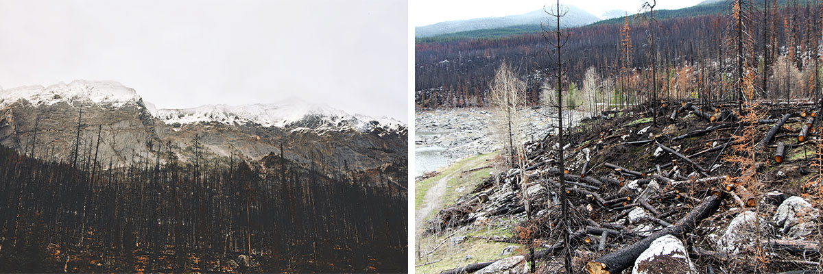 Ecotourism in Jasper National Park: Discover the Ecology of the 2024 ...