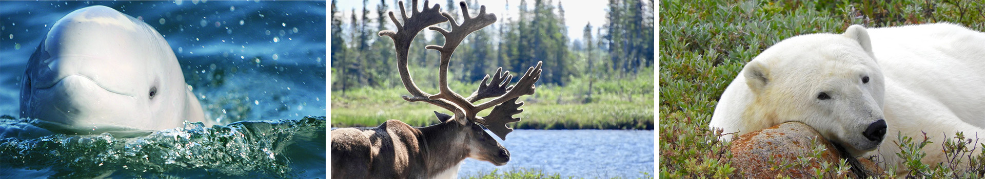 Frontiers North for Canada Adventure Tours | AMA Travel