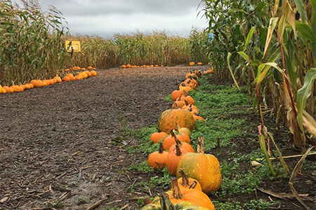 Things to Do in Victoria BC This Fall | AMA Travel