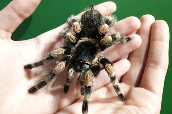 What to Do in Victoria for Families This Spring | AMA Travel