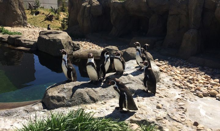 Calgary Hotels, Fun Things to do, Activities & Attractions | AMA Travel