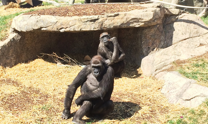 Calgary Hotels, Fun Things to do, Activities & Attractions | AMA Travel