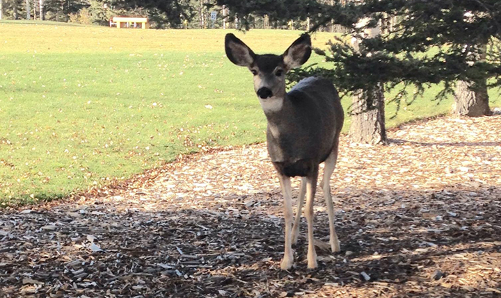 Calgary Hotels, Fun Things to do, Activities & Attractions | AMA Travel