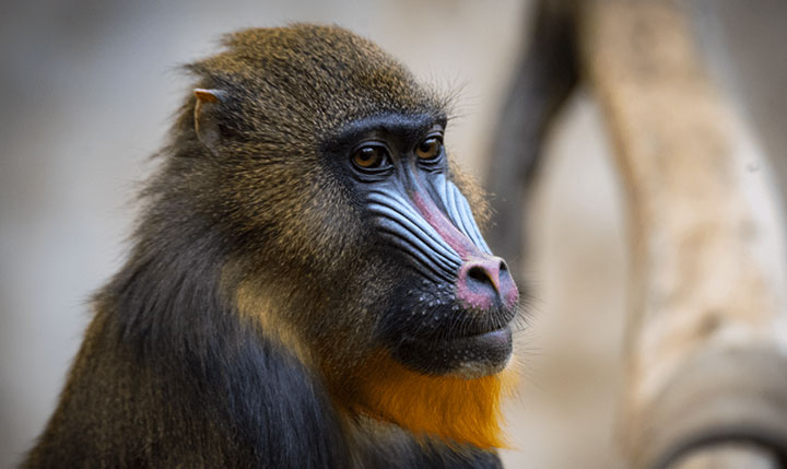 Calgary Hotels, Fun Things to do, Activities & Attractions | AMA Travel